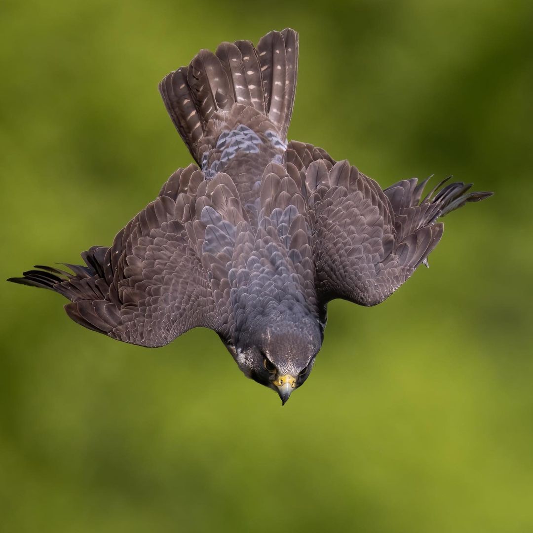 raymondgilbert520@instagram on Pinno: Immature Peregrine Falcon. Happy ...