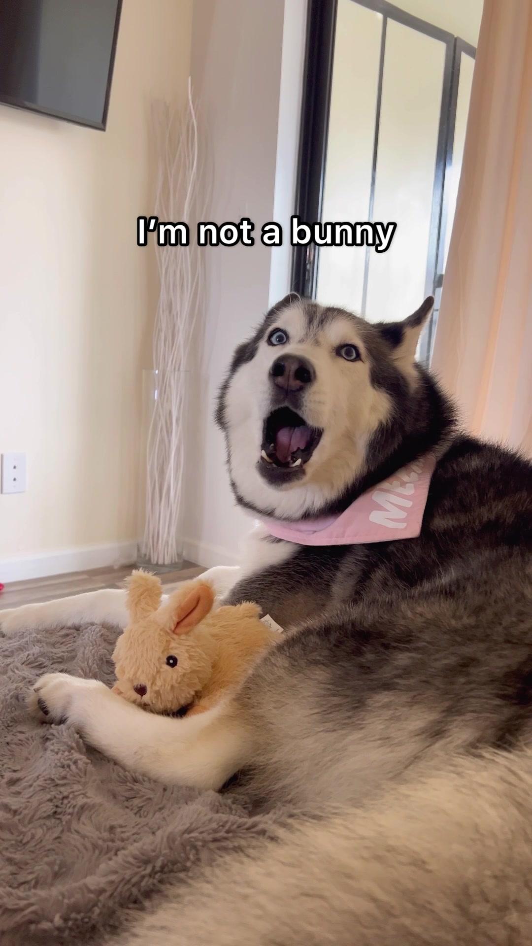 meekathehusky@tiktok on Pinno: Telling My Husky She Looks Like a Bunny!...
