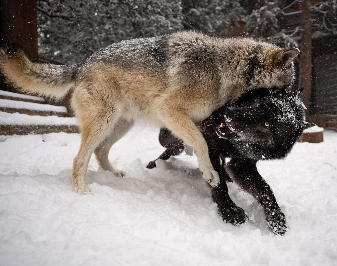 runningwithwolfdogs@instagram on Pinno: Made for the cold 🤍 ️ Wolves ...