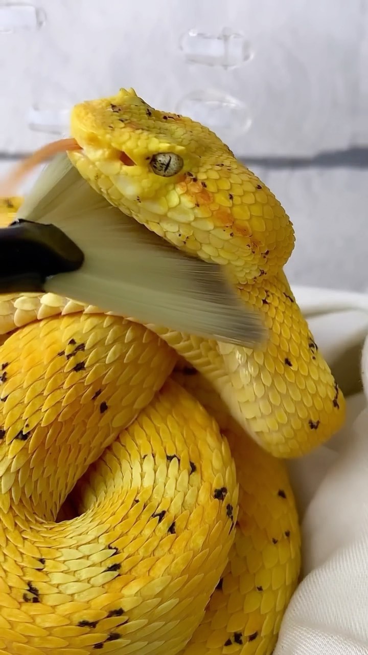 fangs_and_thangs@instagram on Pinno: Viper Neck Tickles 🐍 😍 ⭐️follow ...