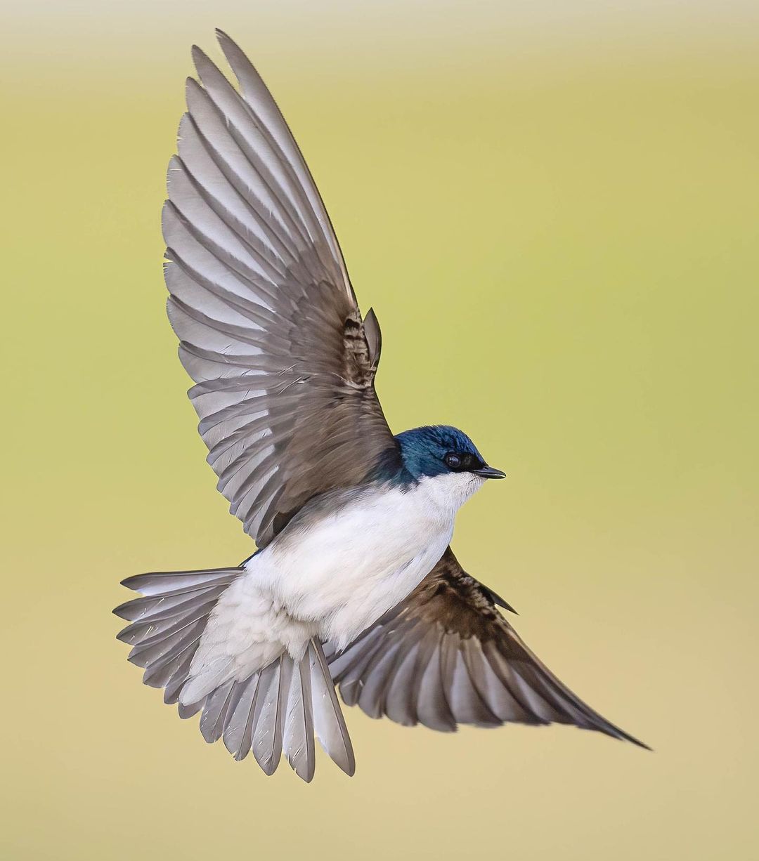 raymondgilbert520@instagram on Pinno: Tree Swallow in flight ️