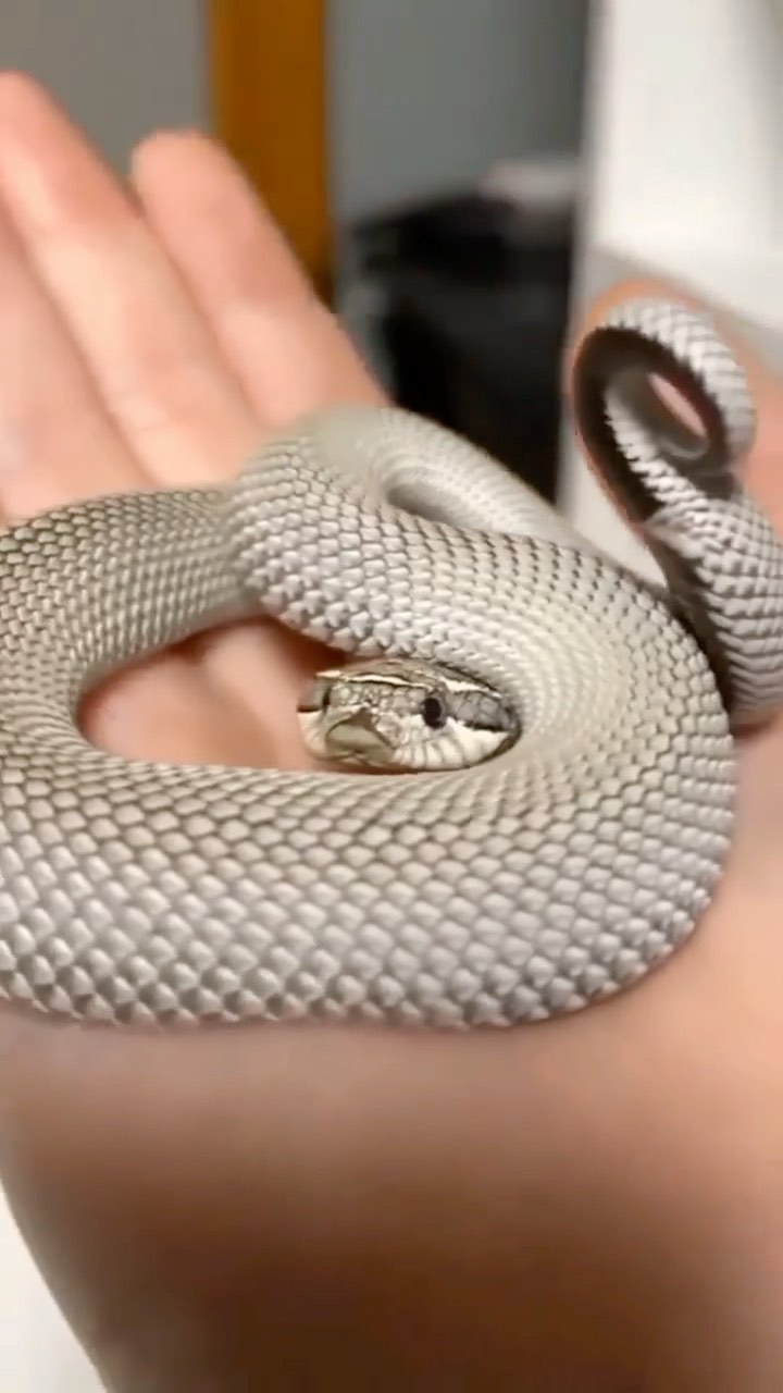 fangs_and_thangs@instagram on Pinno: 🐍 What a stunning snake! ️ . . ⭐ ...