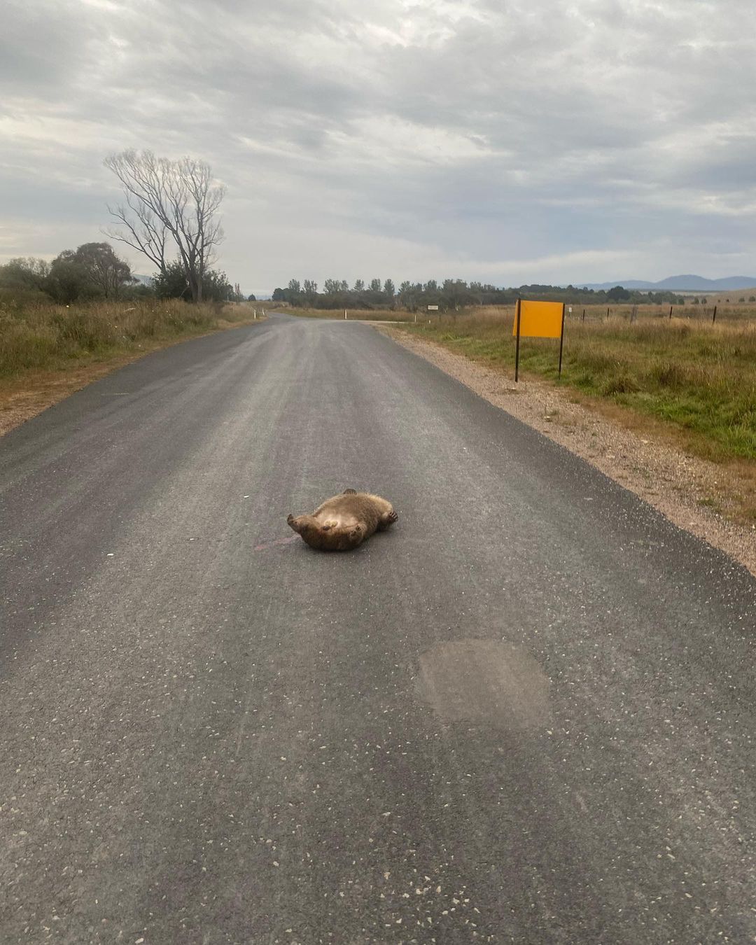 wombat_rescue@instagram on Pinno: Easter has been a brutal weekend on ...