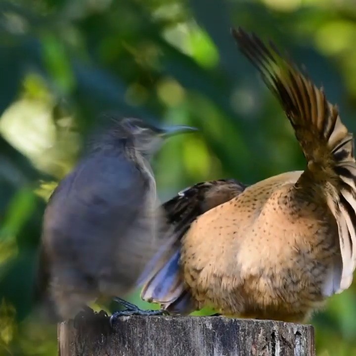joysafaribay@instagram on Pinno: Juvenile Victoria Rifle birds practice ...