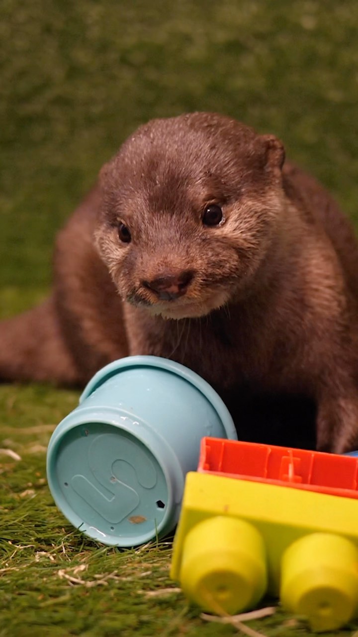 discovery@instagram on Pinno: An Asian small-clawed otter enjoys a sna...