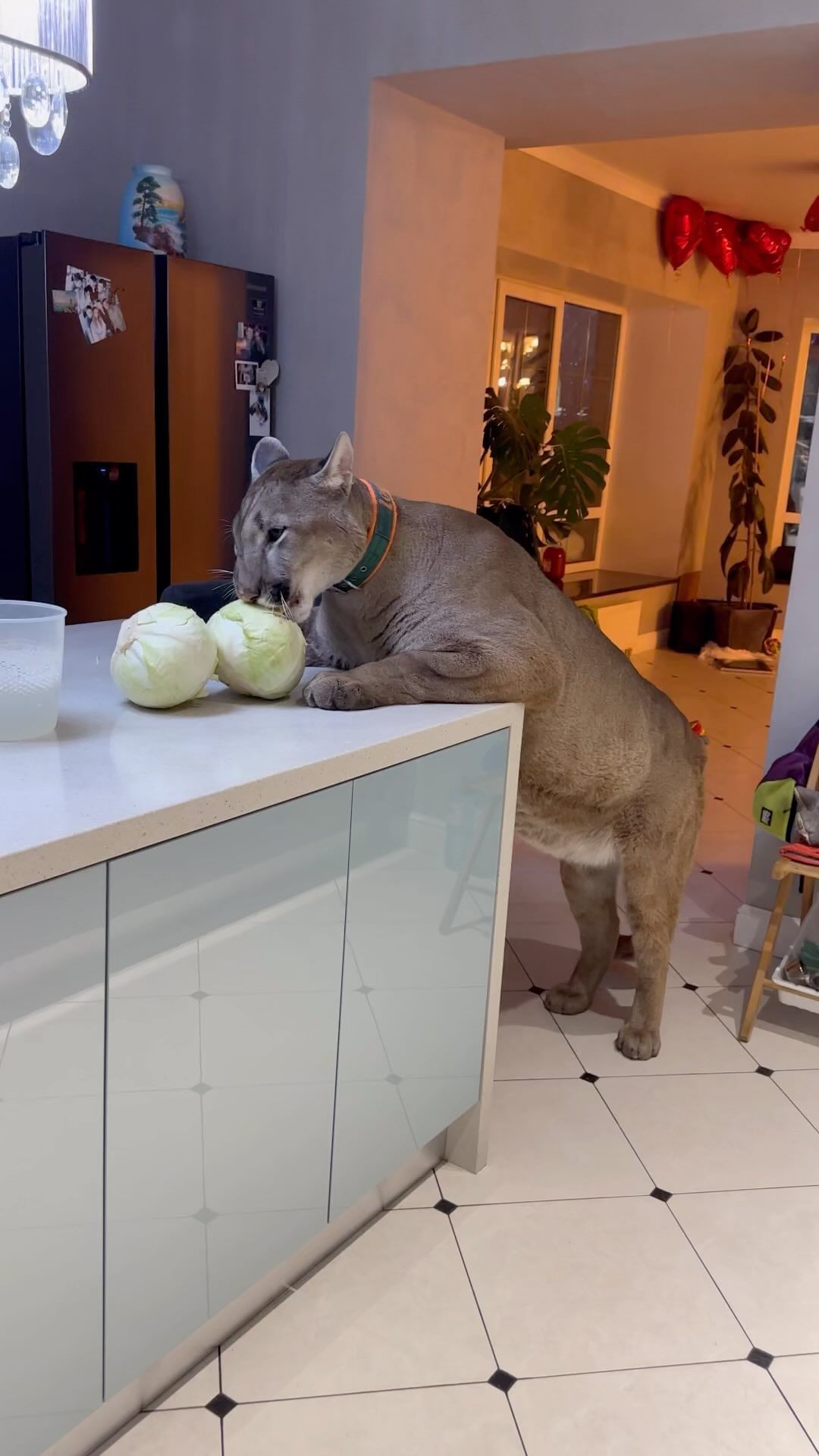 london_big_cat@instagram on Pinno: Vegan life 🥬 between breakfast 🥩 and ...