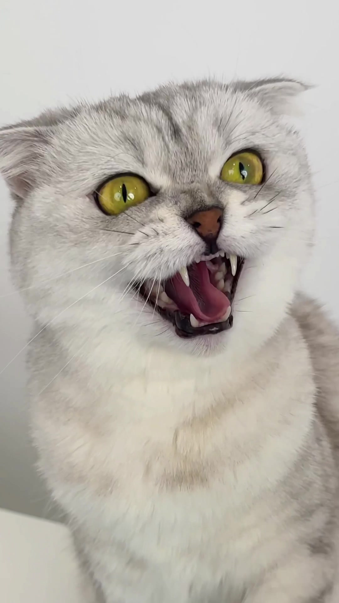 sonyakisa8@tiktok on Pinno: When the cosplay of the cat went wrong🙀🙀...