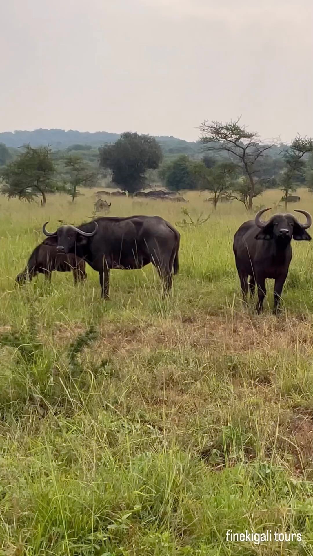 wildlifepages@instagram on Pinno: The beauty of Cape Buffaloes in ...