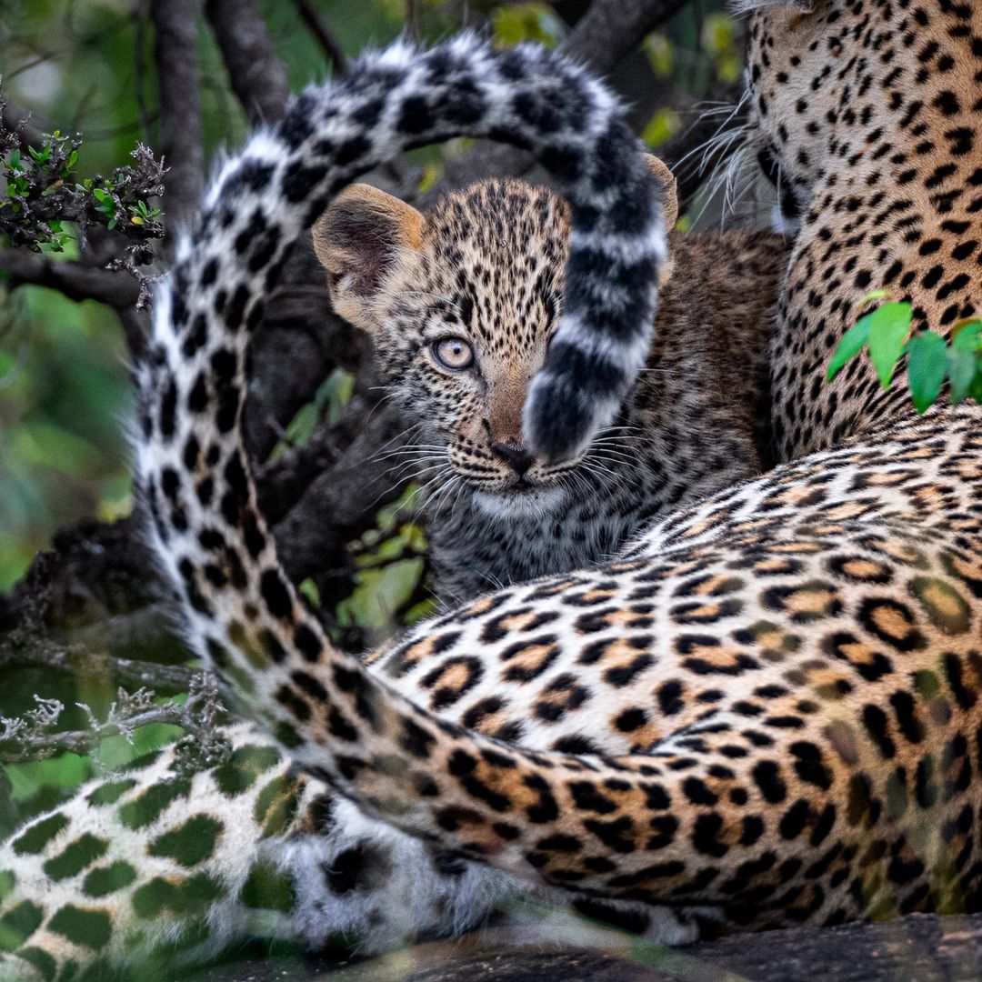 bbcearth@instagram on Pinno: A leopard's tail has many uses. 🐆 Femal...