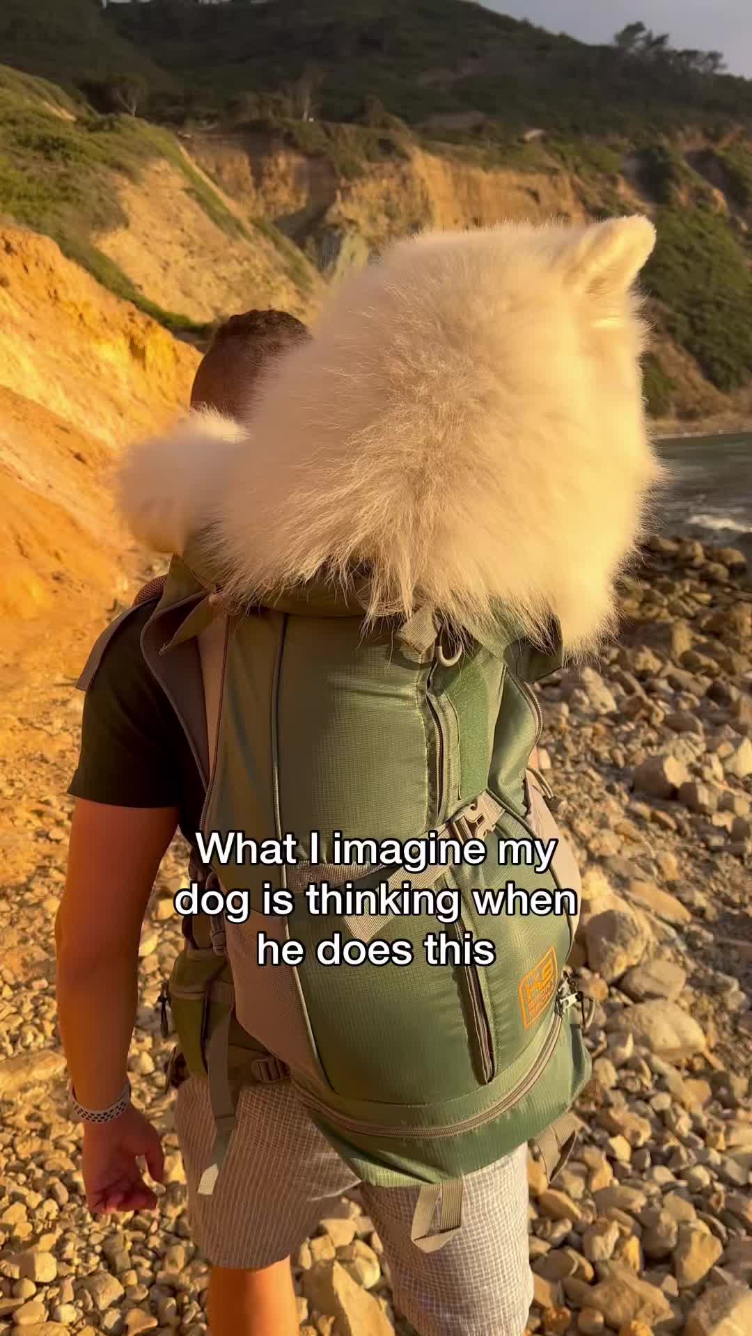 boomer_the_landcloud@tiktok on Pinno: Heyyyyyyyyyy #dog #dogsoftiktok # ...