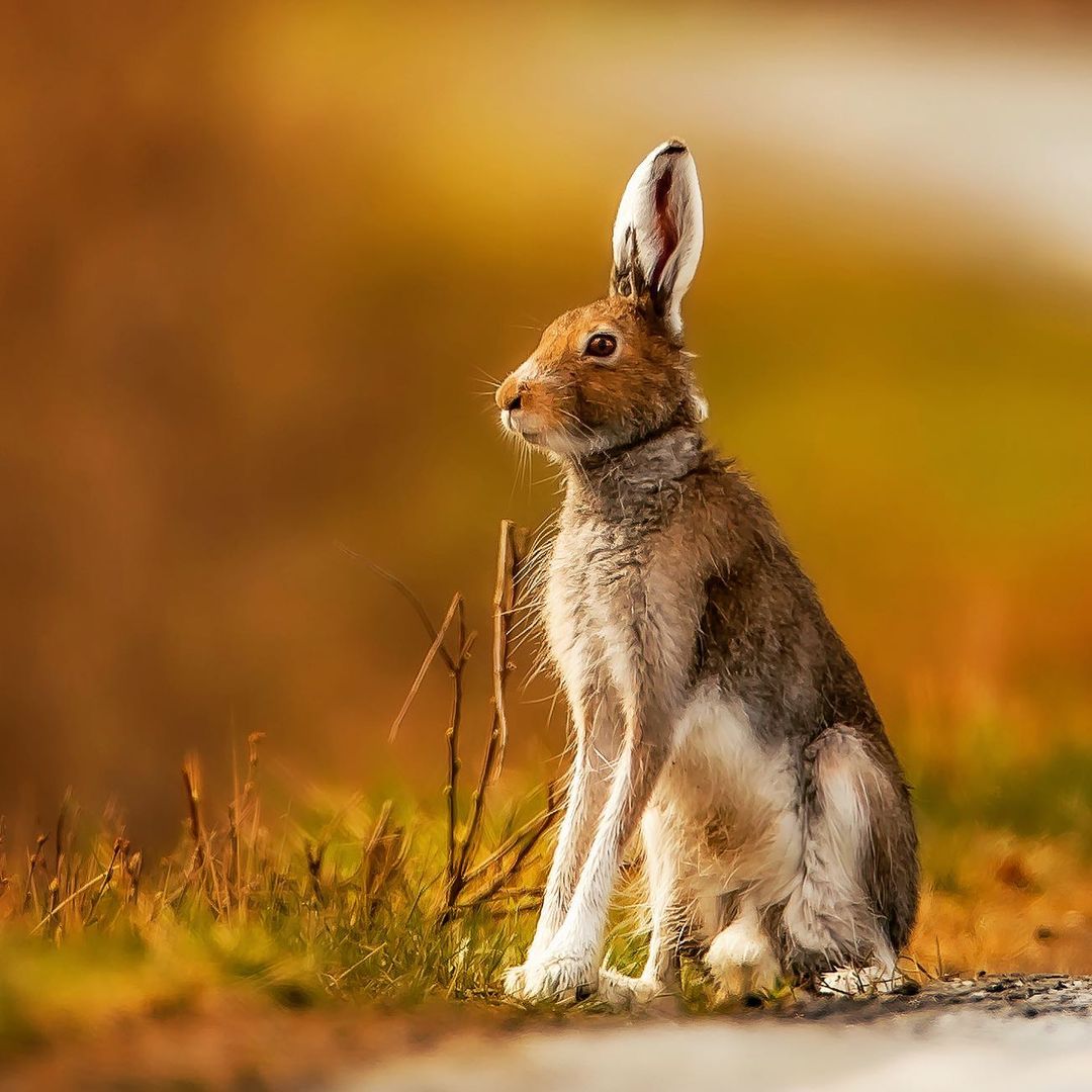 piusnotter@instagram on Pinno: Mountain Hare Schneehase (Lepus timidus...