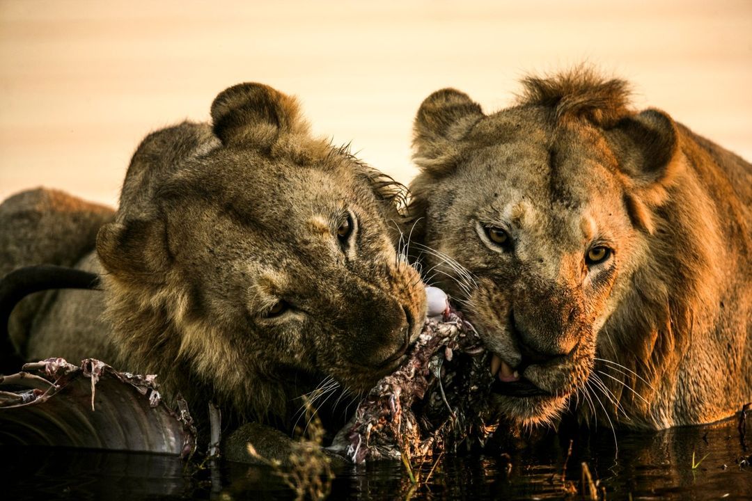 natgeo@instagram on Pinno: Photo by @beverlyjoubert@instagram / A f...