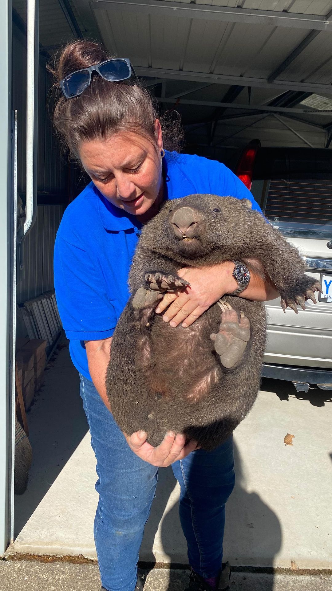 wombat_rescue@instagram on Pinno
