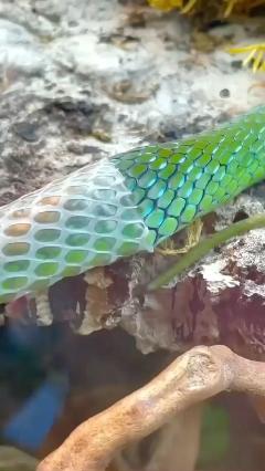 fangs_and_thangs@instagram on Pinno: "🐍 New skin who dis? ️ . . . ⭐ ...