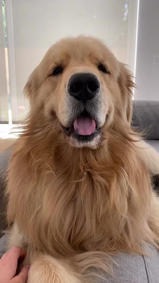 retrieveradvisory@instagram on Pinno: Your second @ will be happy to see this ...