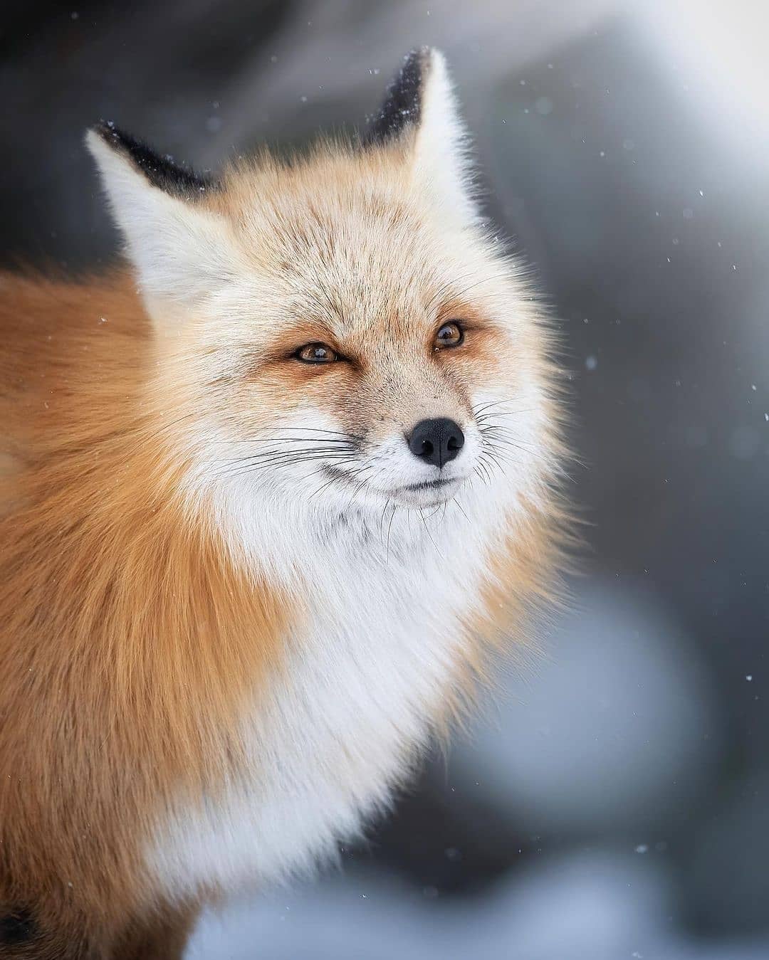 safarigallery@instagram on Pinno: Happy fuzzy fox.🦊😍 …! Kindly follow ...