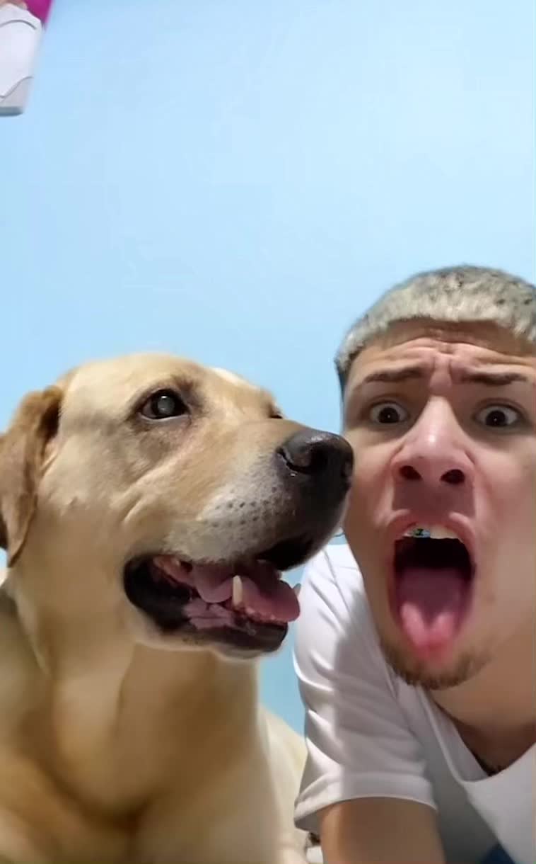 joeldahlberg@tiktok on Pinno: Beatbox #dog #foryou #dogs #dogsontiktok...