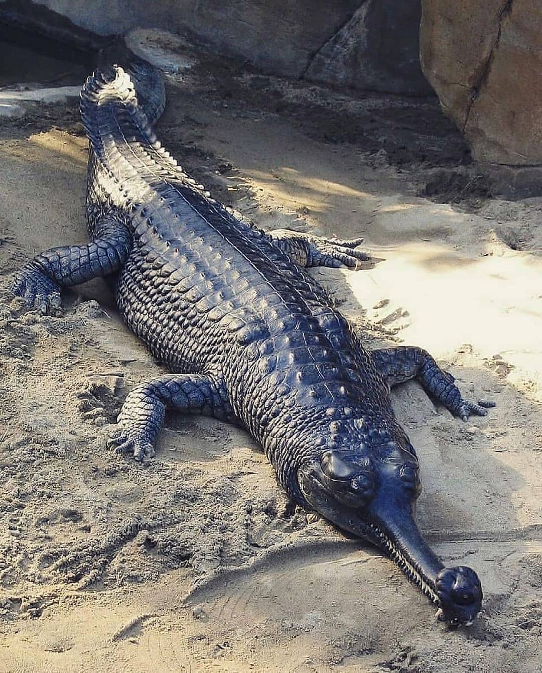 fangs_and_thangs@instagram on Pinno: Gharial- Gharials do not stalk and ...