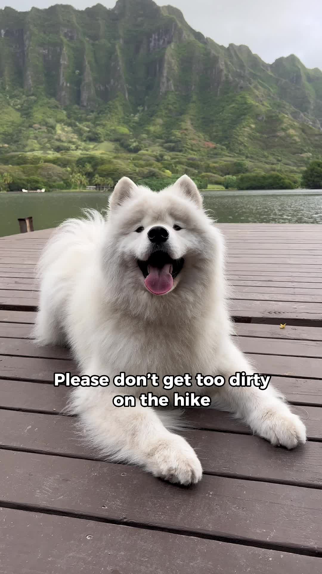 boomer_the_landcloud@tiktok on Pinno: Mud monster strikes again 😈 #dog ...