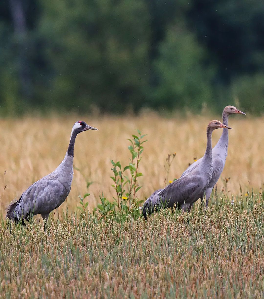 treenilaura@instagram on Pinno: Kaukana oli kurki perhe ja lähtivät heti...