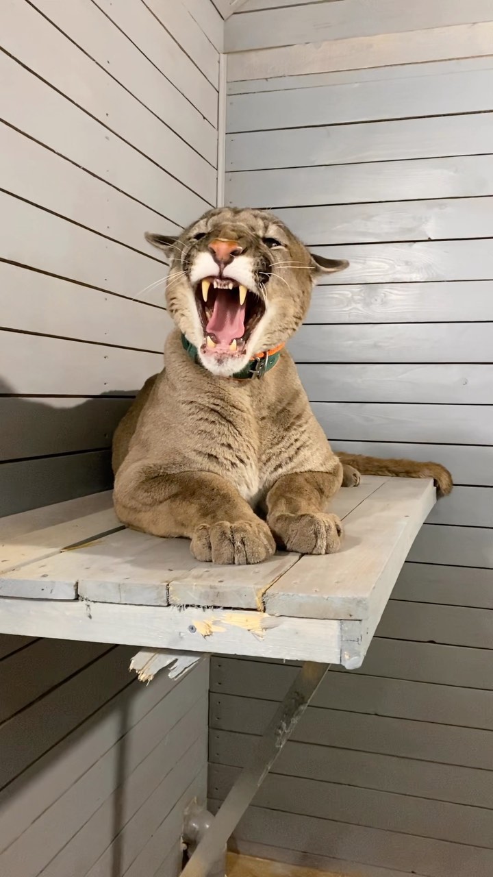 london_big_cat@instagram on Pinno: Just look at his eyes 🥹🥹🥹 В мой ...