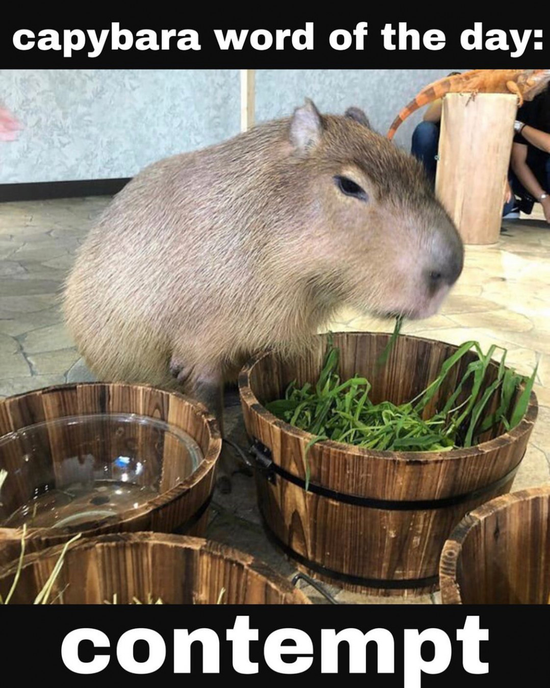 ilove.capybara@instagram on Pinno: contempt noun the feeling that a ...