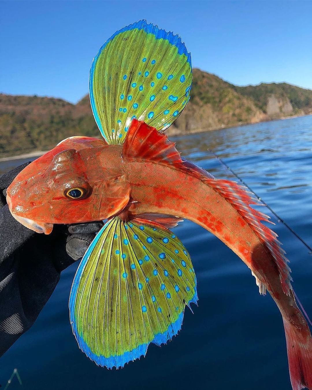 wildanimalia@instagram on Pinno: Sea Robin & its wing-like fins (the ...