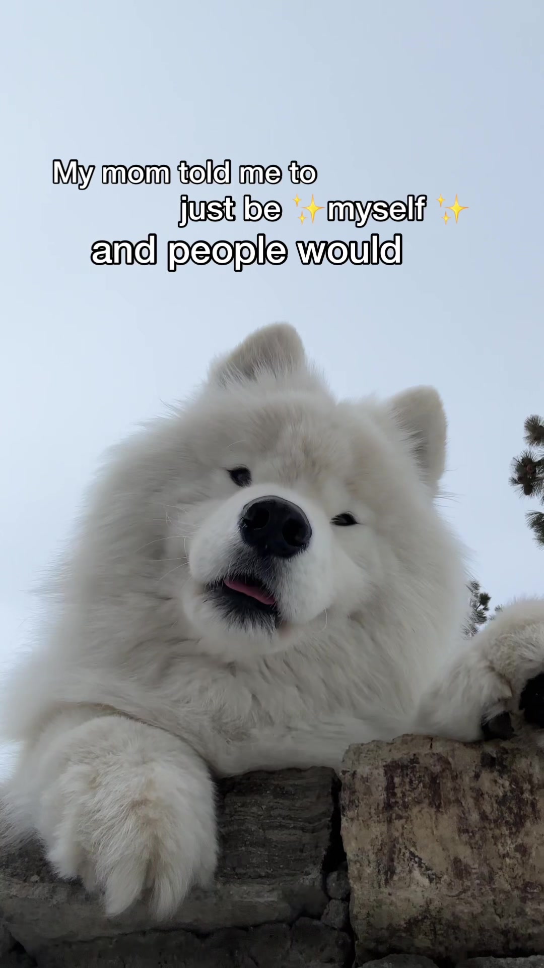 boomer_the_landcloud@tiktok on Pinno: Well, do you like him? #dog # ...