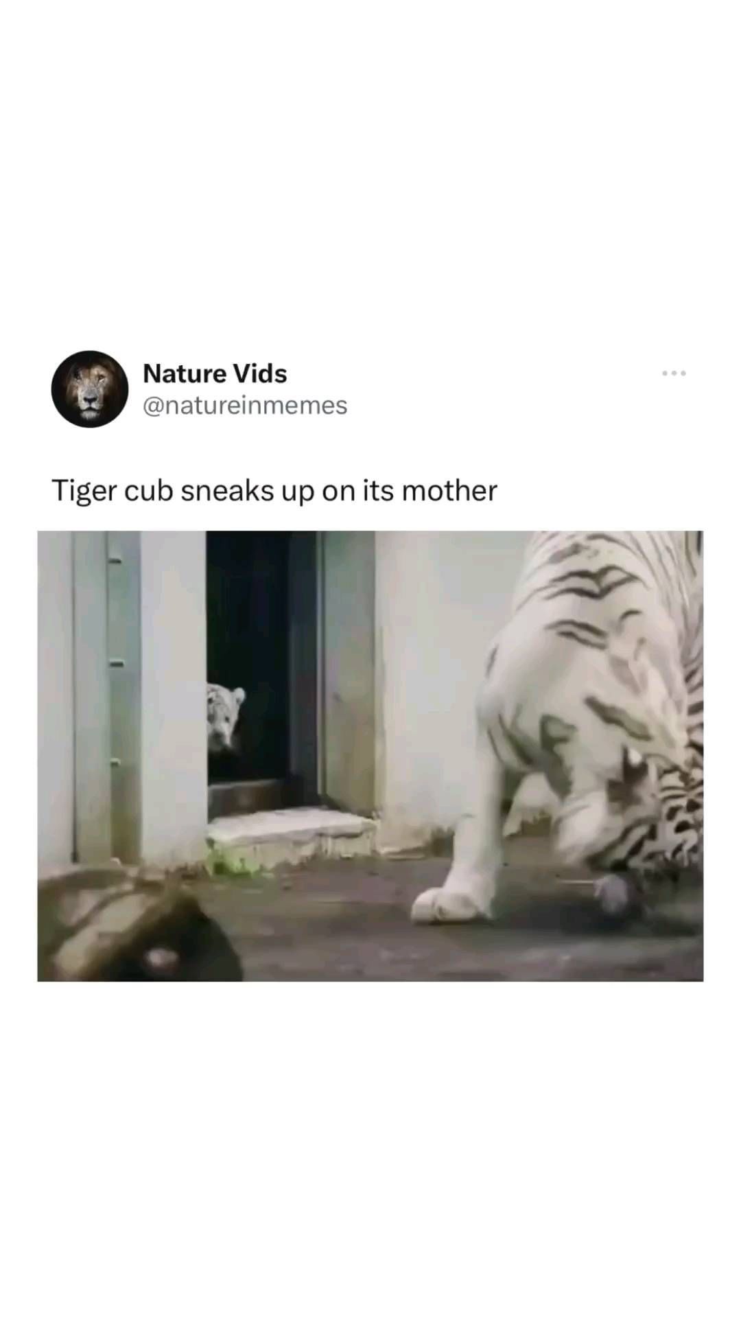 the_amazing_tigers@instagram on Pinno: Follow @the_amazing_tigers ...