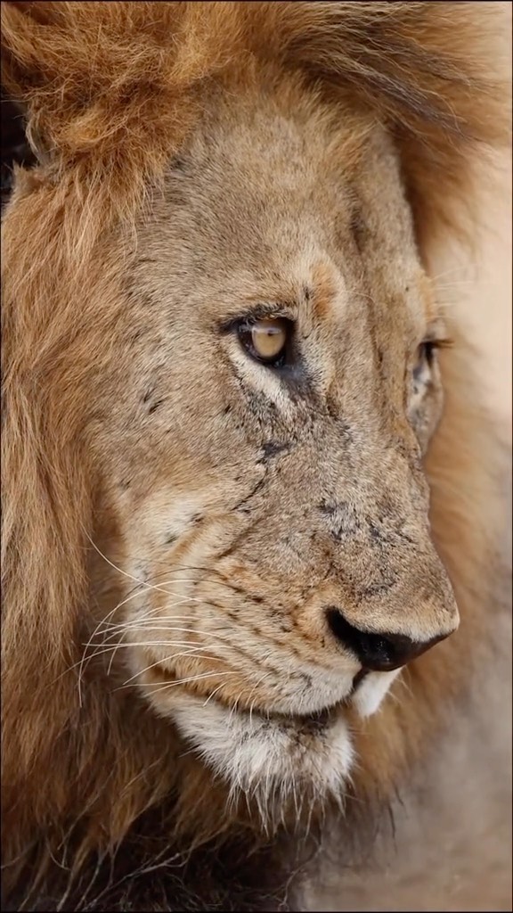 sharon.vanadia@instagram on Pinno: African vibes 🦁 - #nature #lionking ...