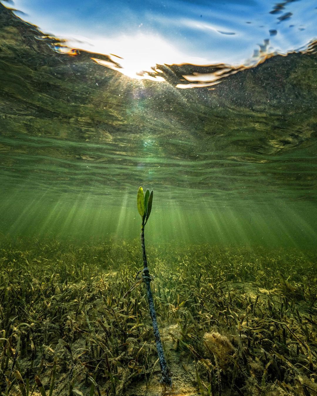 mitty@instagram on Pinno: A single mangrove seedling springs defia...