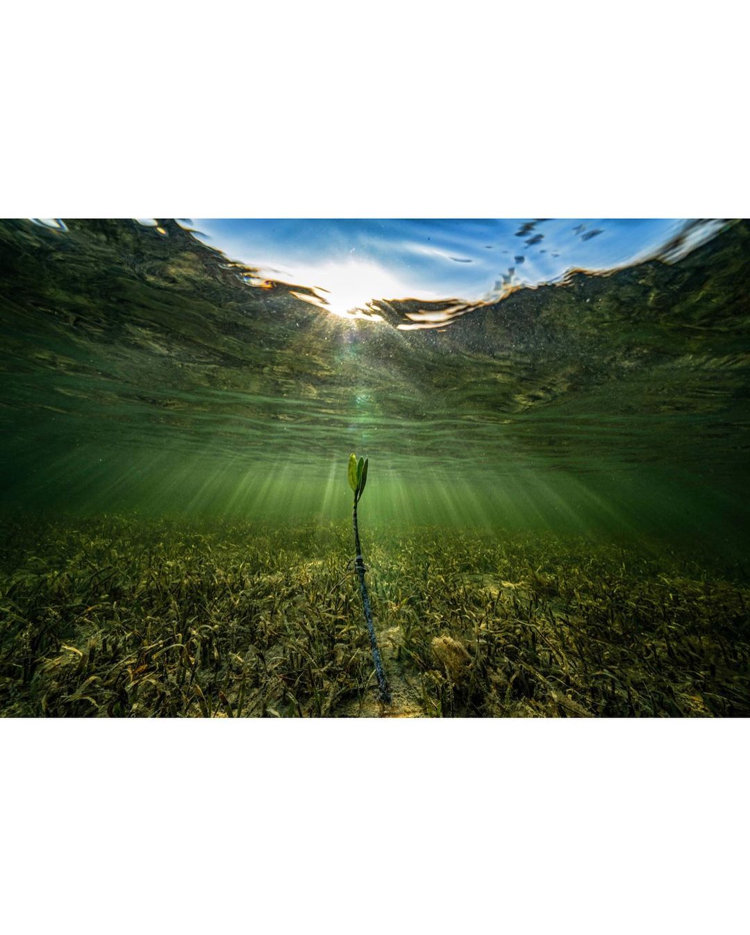 mitty@instagram on Pinno: A single mangrove seedling springs defia...