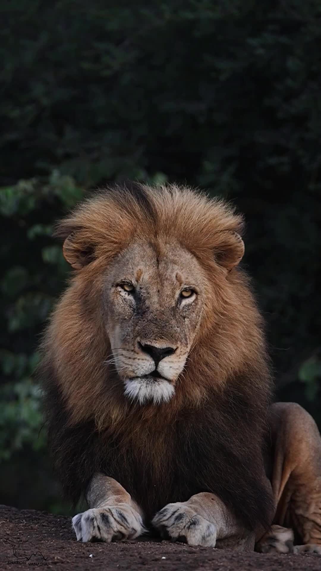 sharon_vanadia@tiktok on Pinno: The king is here! #wildlife #wildanimals...