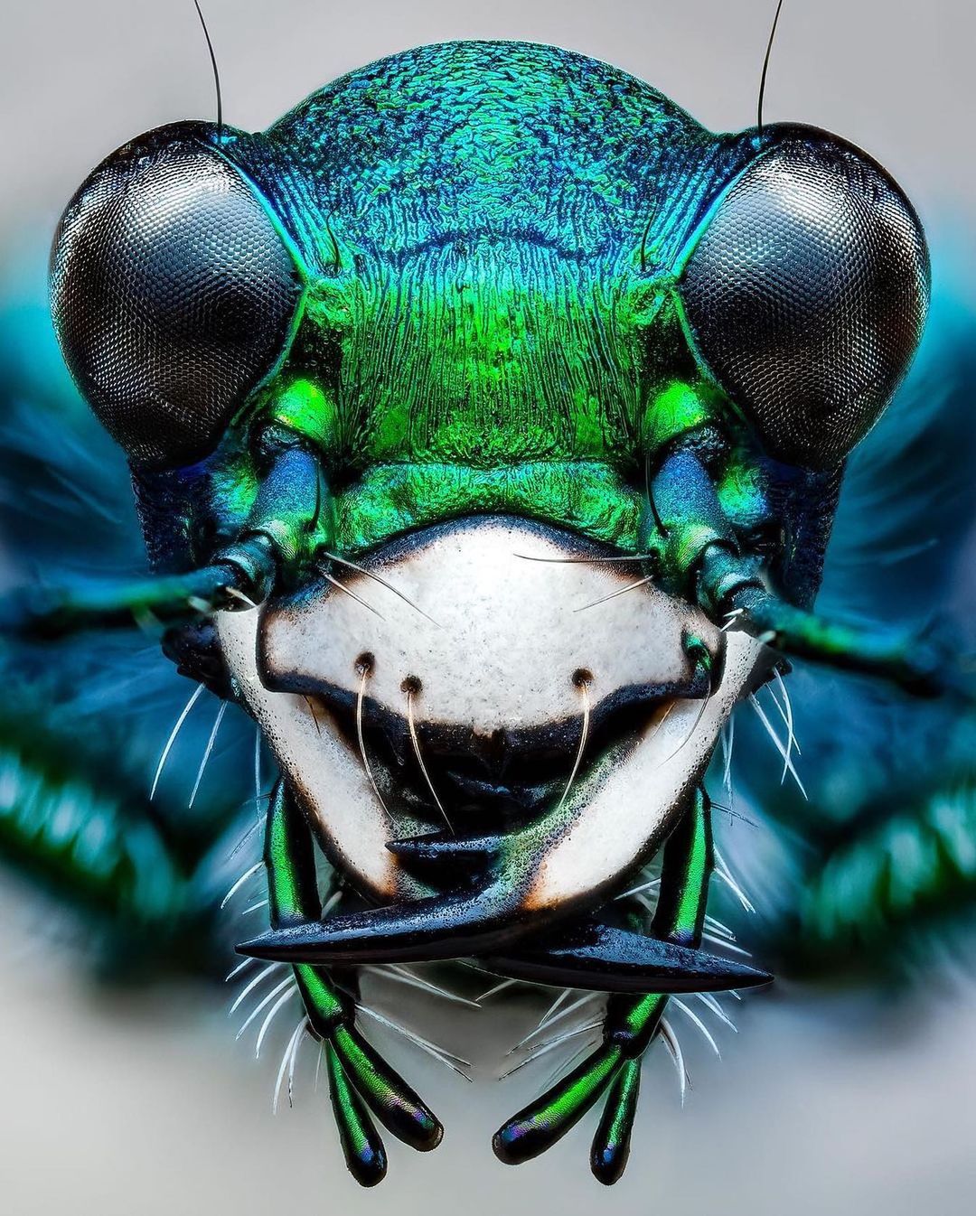 insectguru@instagram on Pinno: A beautiful photo by @bens_small_world@i...