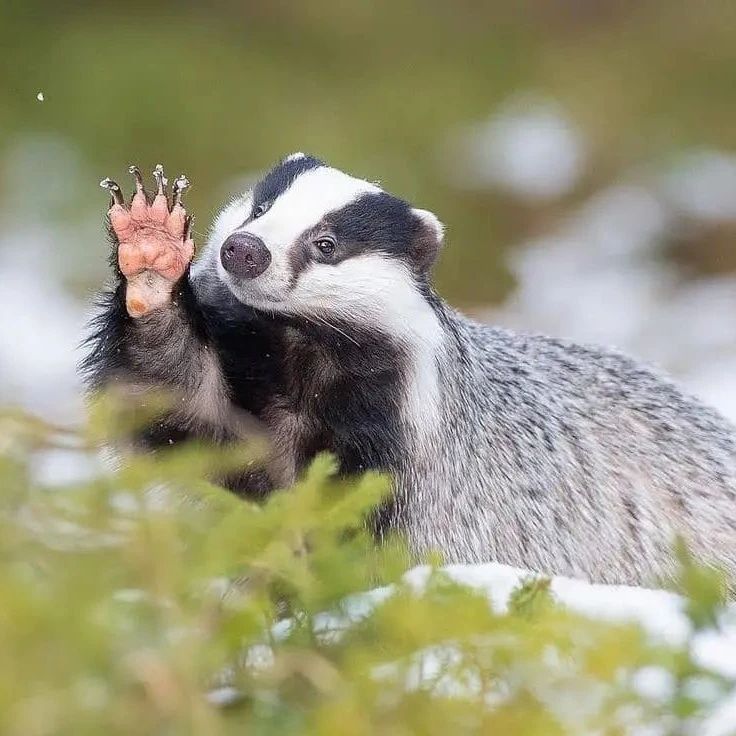 slovakwild@instagram on Pinno: Jazvec lesný 🖐️(lat. meles meles) má zva...