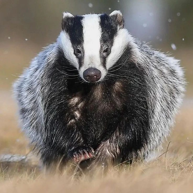 slovakwild@instagram on Pinno: Jazvec lesný 🖐️(lat. meles meles) má zva...