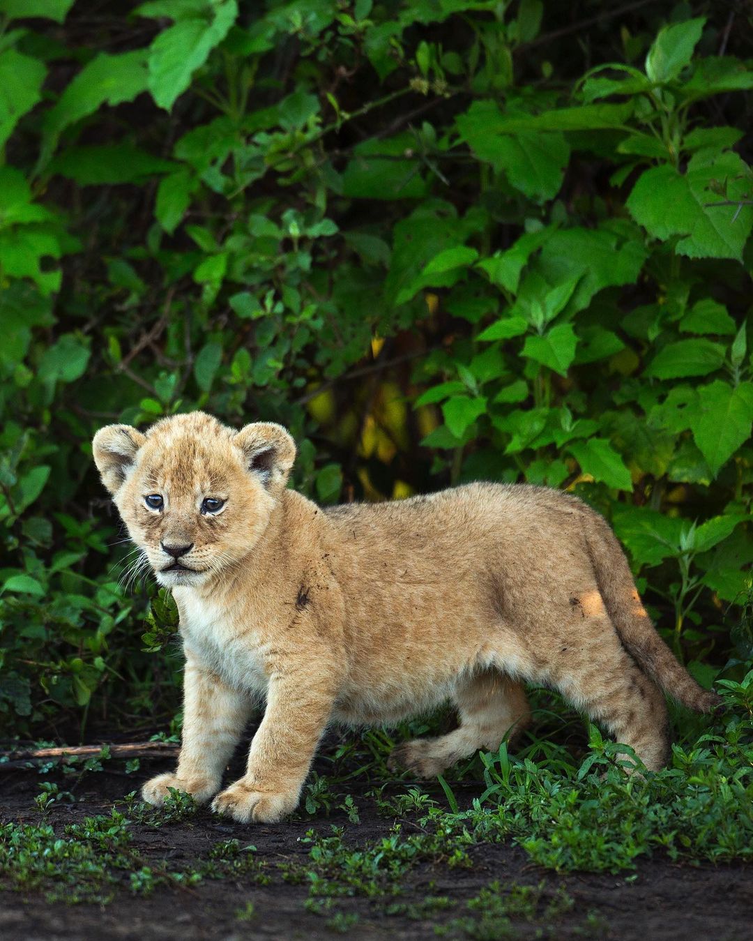 sachin_rai_photography@instagram on Pinno: This cub refused to go ...