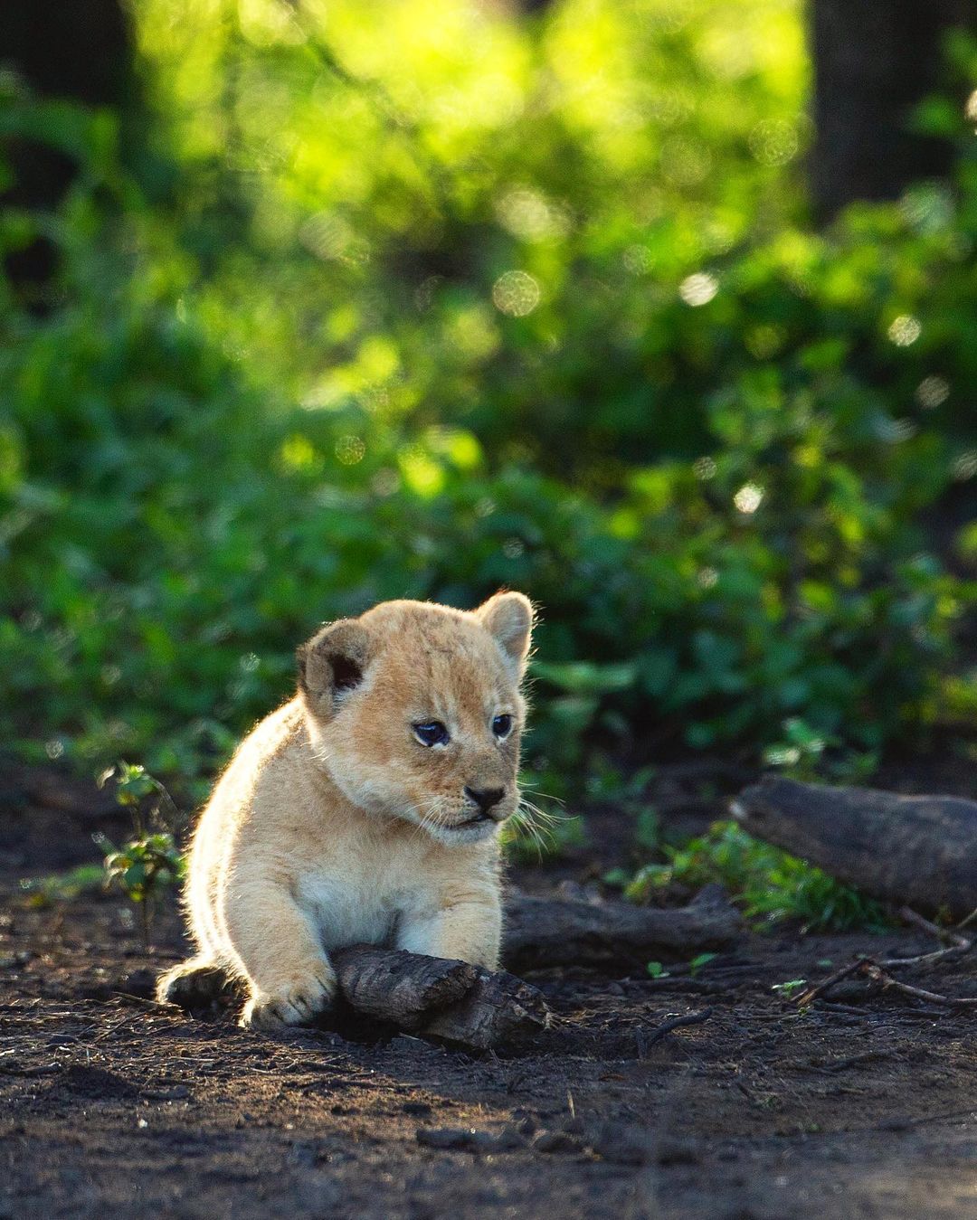 sachin_rai_photography@instagram on Pinno: This cub refused to go ...