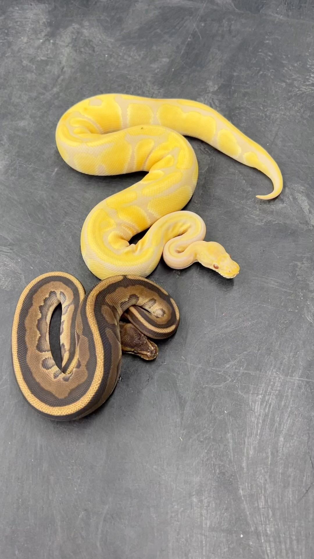 fangs_and_thangs@instagram on Pinno: Week 18 Patreon Giveaway- sign up ...