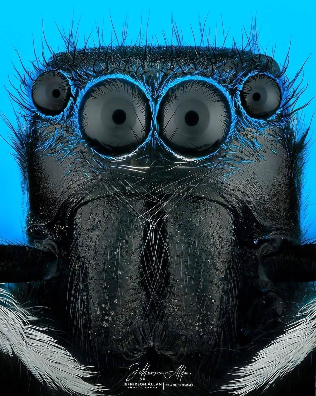 fangs_and_thangs@instagram on Pinno: Staring contest with a spider ...
