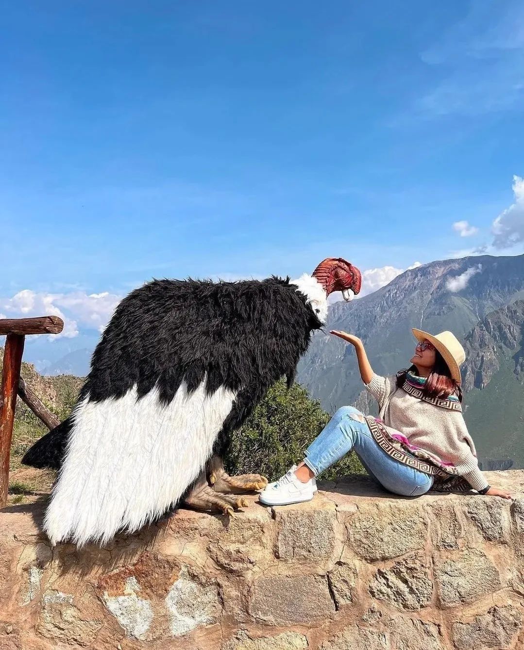Andean Condor Wingspan