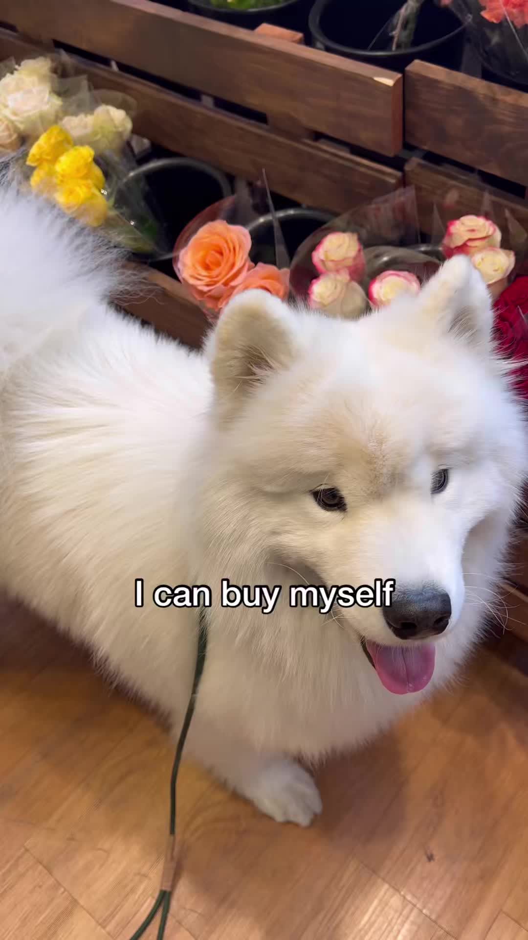 boomer_the_landcloud@tiktok on Pinno: I translated his message for you ...