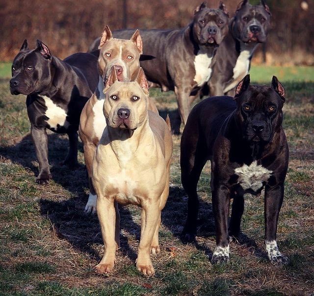 wildlifeowners@instagram on Pinno: Photo by @xxldesignerpitbulls ...