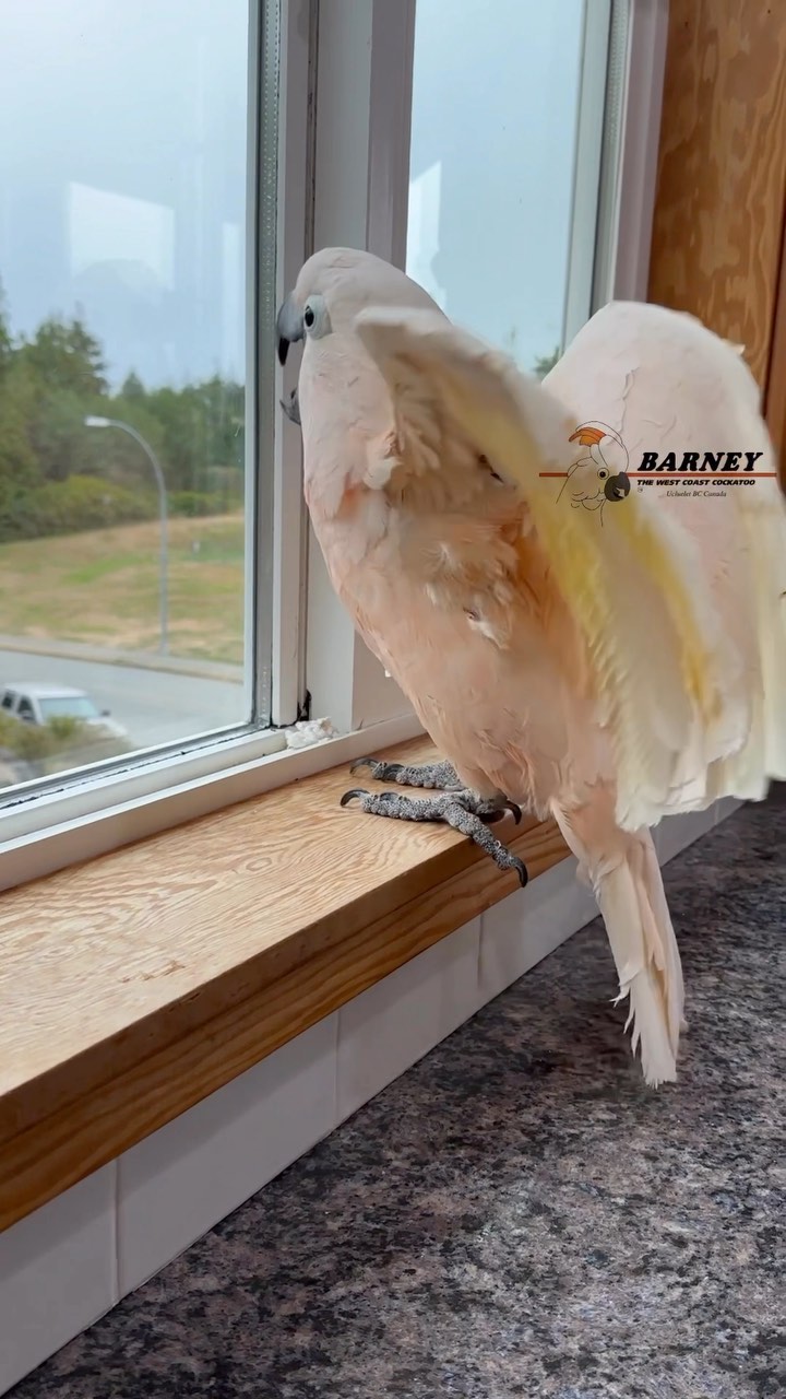 barney_the_west_coast_cockatoo@instagram on Pinno: Saying Hello and ...