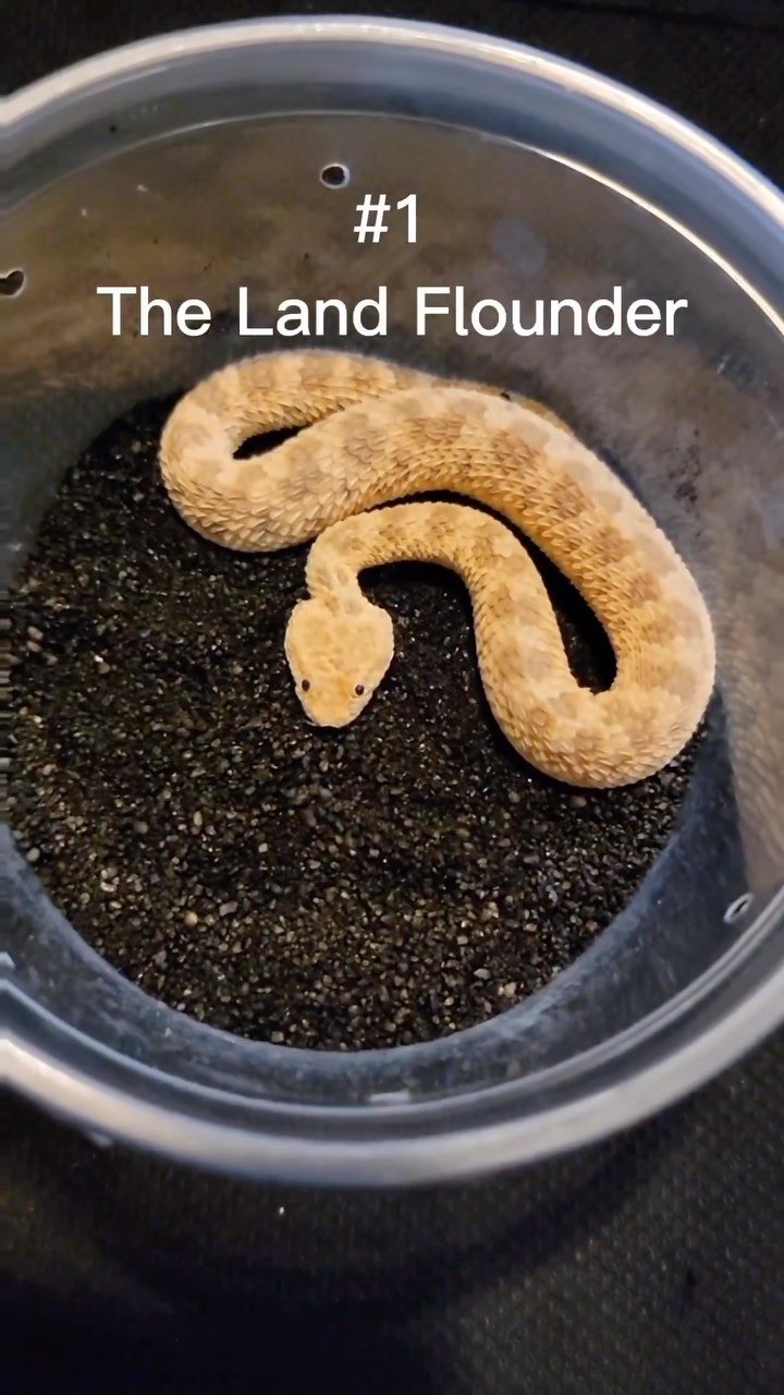 fangs_and_thangs@instagram on Pinno: These are the cutest pets in the ...