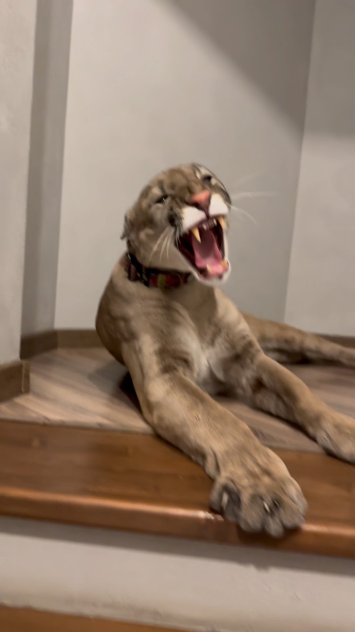 london_big_cat@instagram on Pinno: Ну правда же он милый? 😂😈 #пума # ...