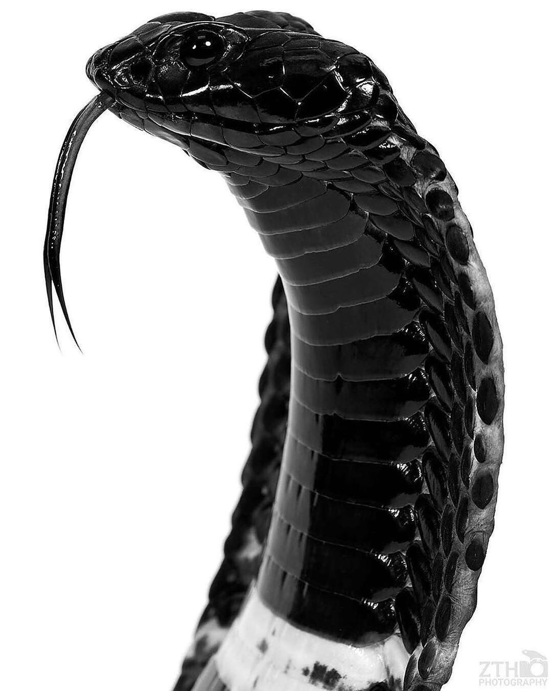 fangs_and_thangs@instagram on Pinno: Can you name this snake? . . ⭐ ...