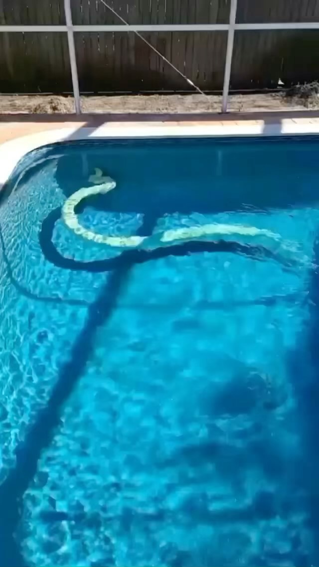 fangs_and_thangs@instagram on Pinno: An Unexpected visitor! What would ...