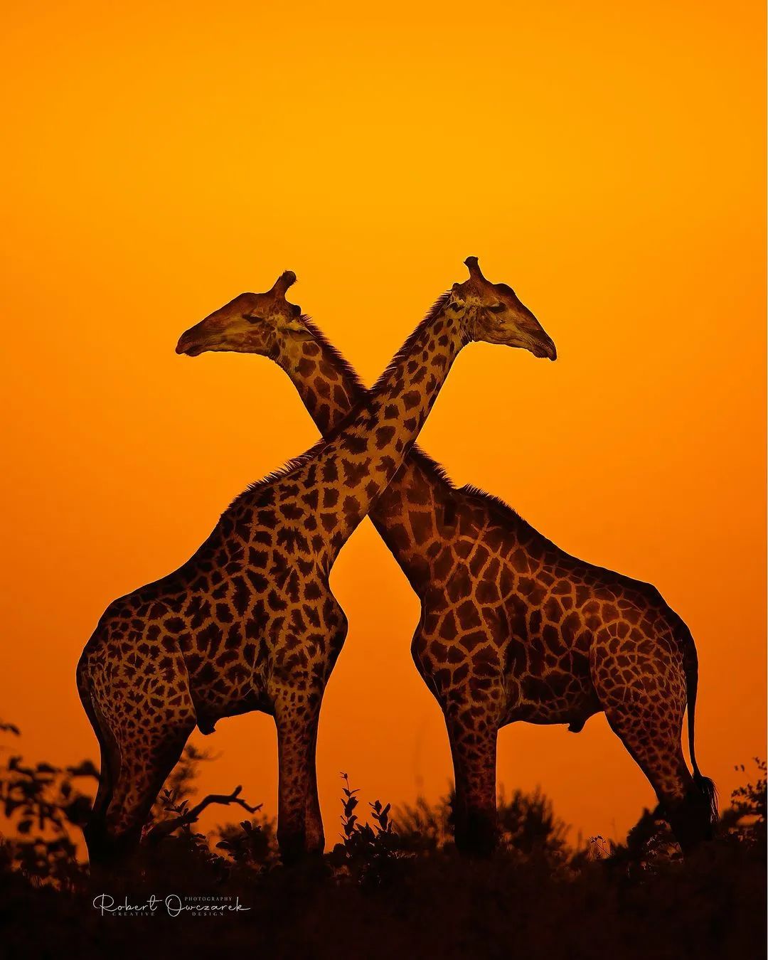 gliding_frog@instagram on Pinno: Two giraffes from Amboseli National ...