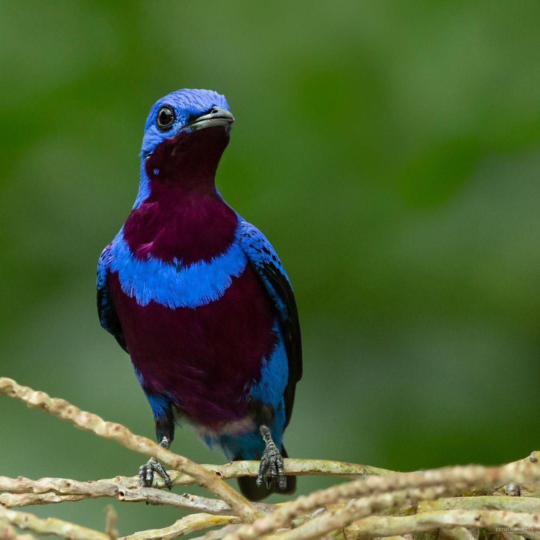 esterramirezphotography@instagram on Pinno: CREJOÁ Cotinga maculata ...